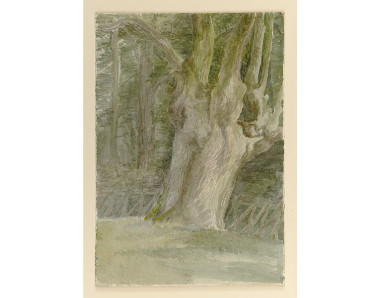 A tree trunk in a field at the edge of a wood | Beatrix Potter | V&A ...